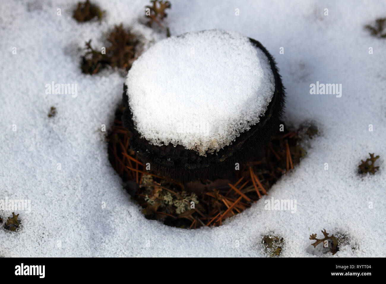 Sheep polypore hi-res stock photography and images - Alamy