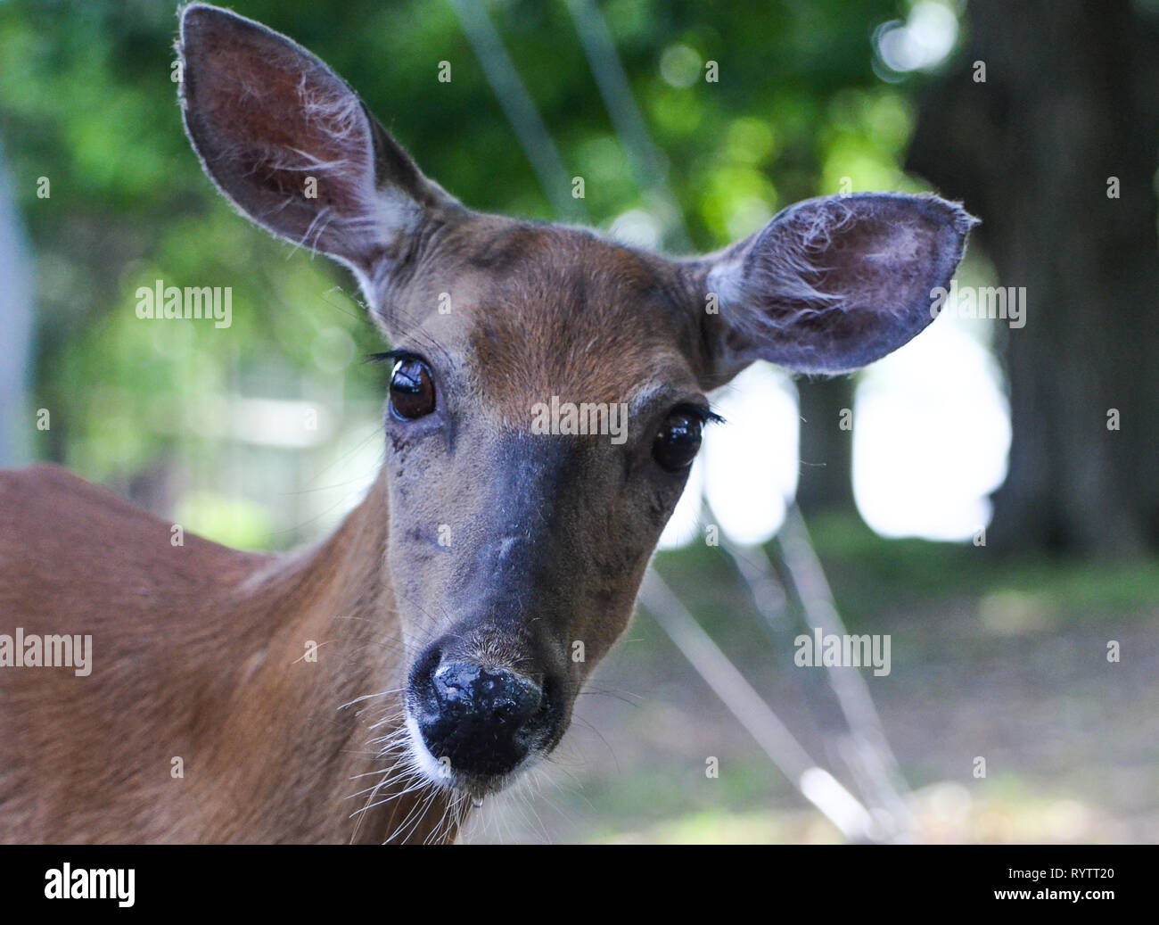 Deer face hi-res stock photography and images - Alamy