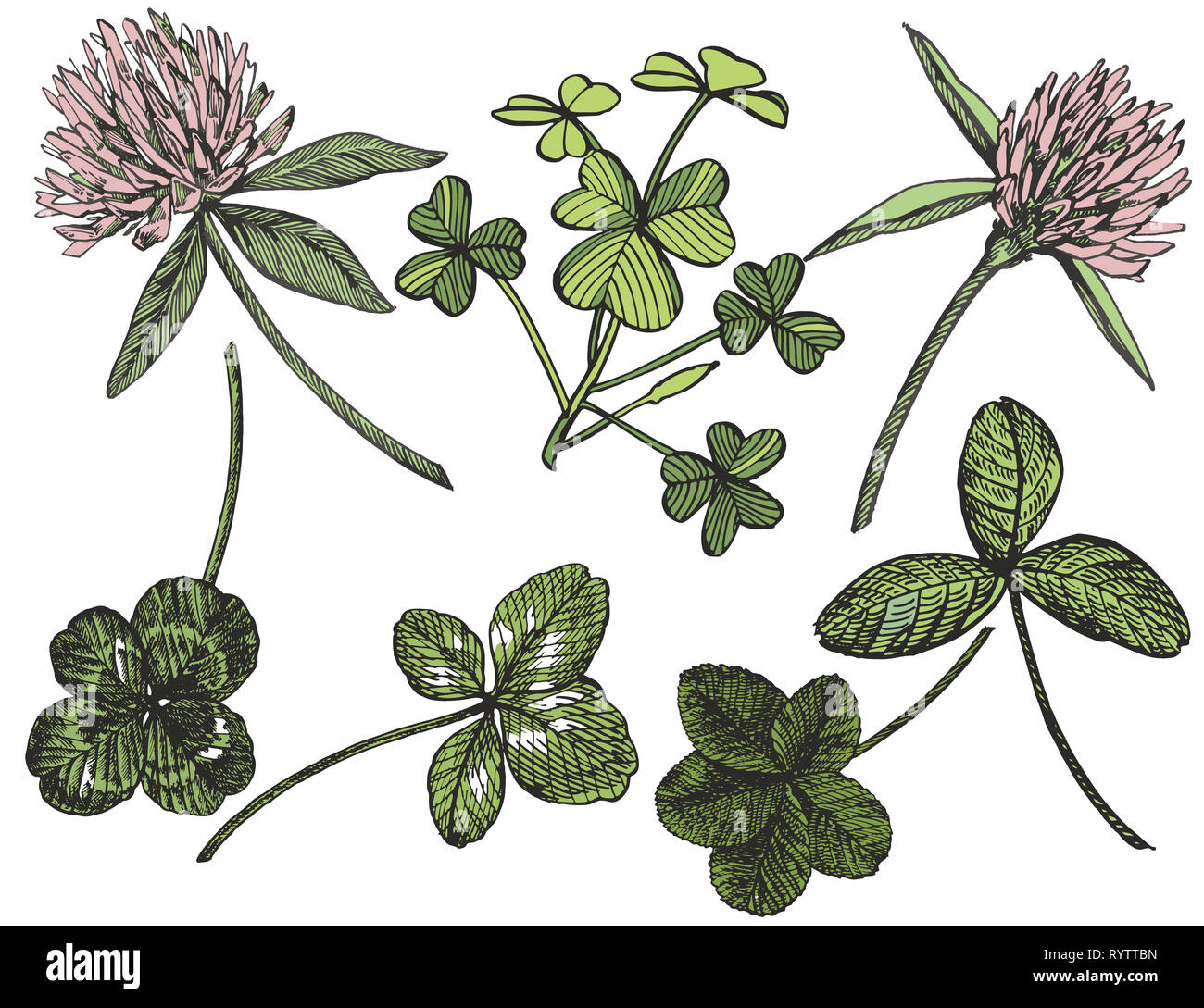 Clover set. Isolated wild plant and leaves on white background. Herbal ...