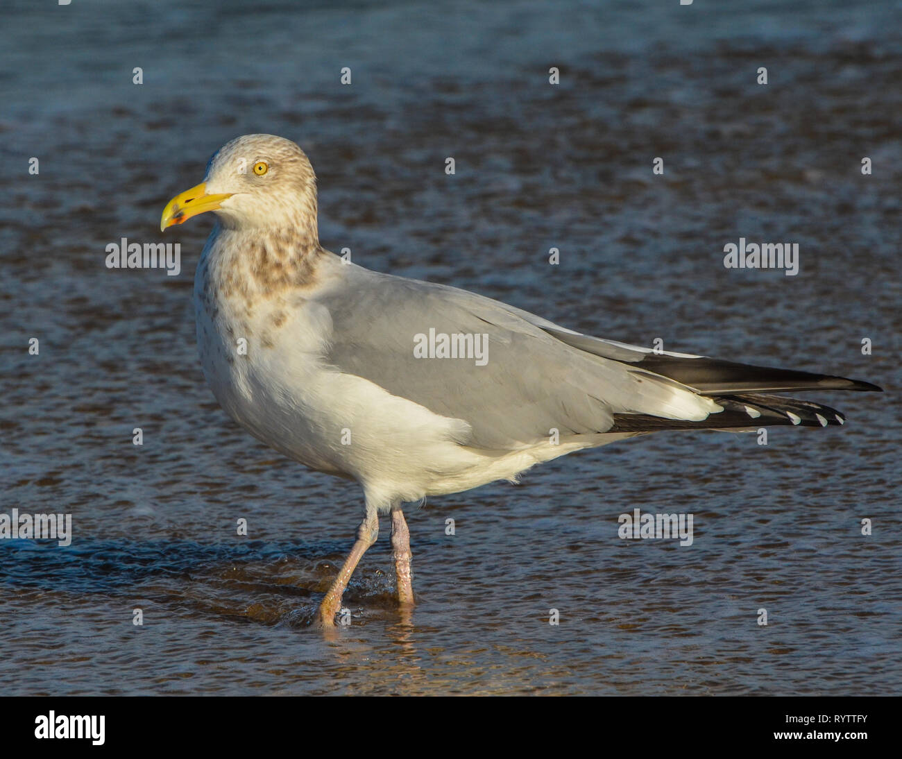 Common seagull in his natural habitat Stock Photo - Alamy