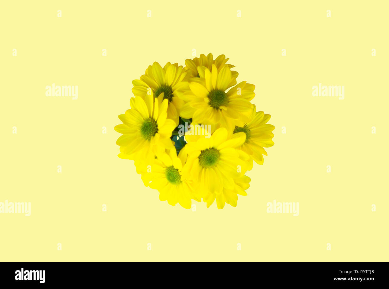 Yellow flowers on plain color background Stock Photo - Alamy