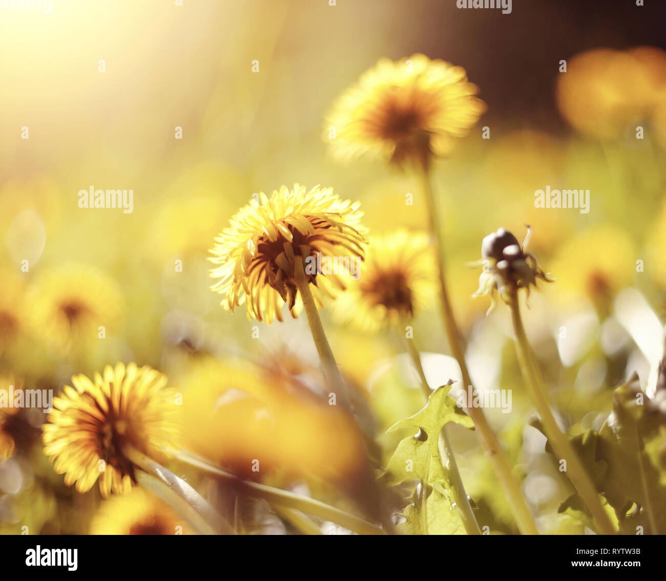 Summer weed hi-res stock photography and images - Alamy