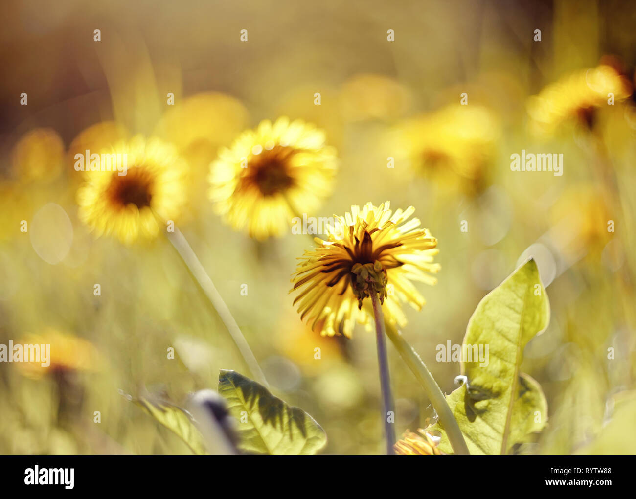 Summer weed hi-res stock photography and images - Alamy
