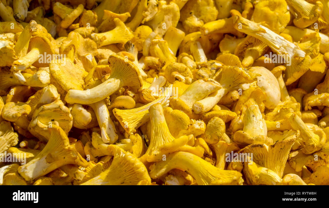 The girolle fungus with the brown colors. Cantharellus cibarius ...