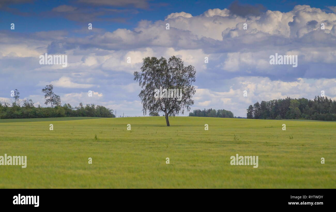 Barley plants hi-res stock photography and images - Alamy