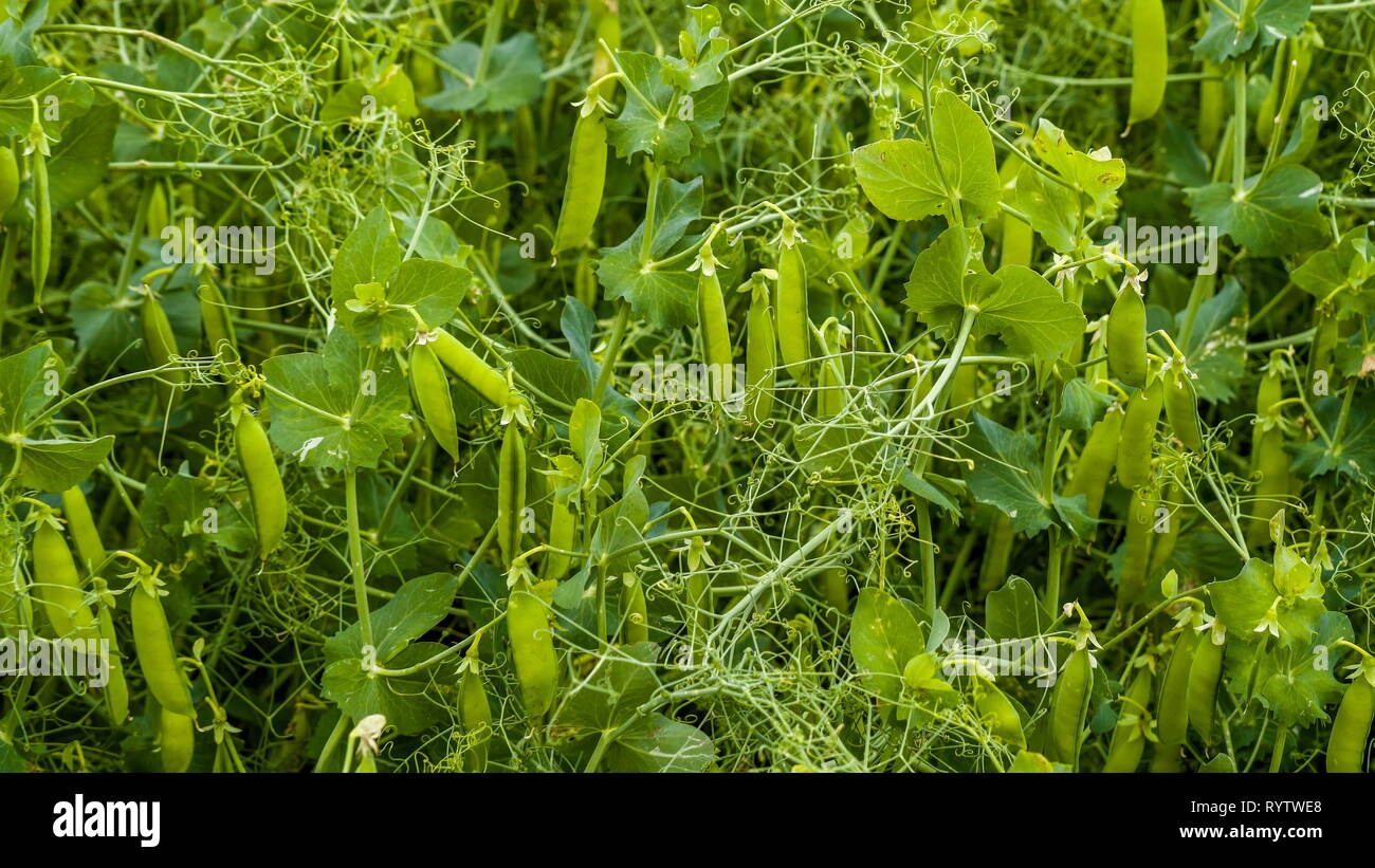 Peapods on the pea flowers in the field. Pea pods are botanically fruit ...