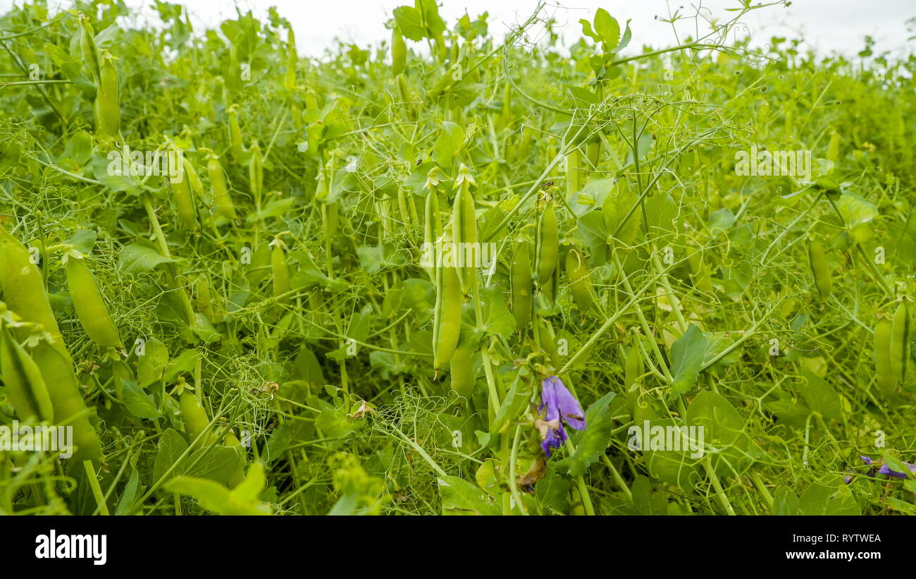 The green pea plants with pea pods. The pea is most commonly the small ...