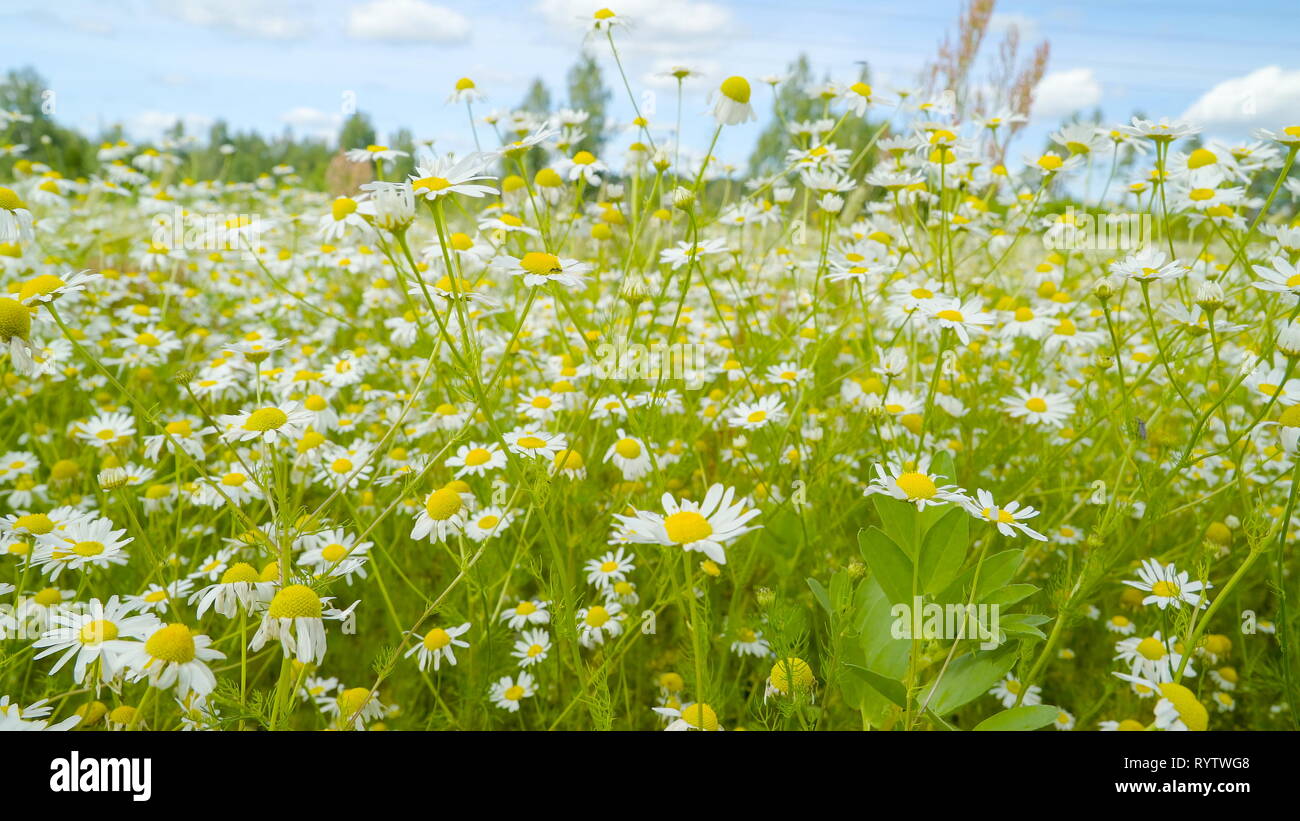 Beautiful small daisies in the field. Bellis perennis is a common ...