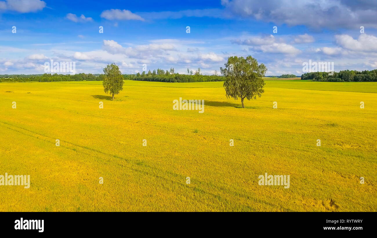 Two birch trees on the middle of the hill with brown grasses of cereals ...