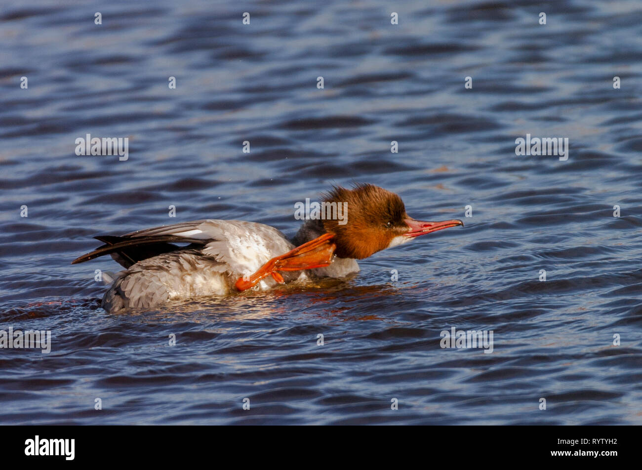 Duck toy silhouette illustration hi-res stock photography and images ...