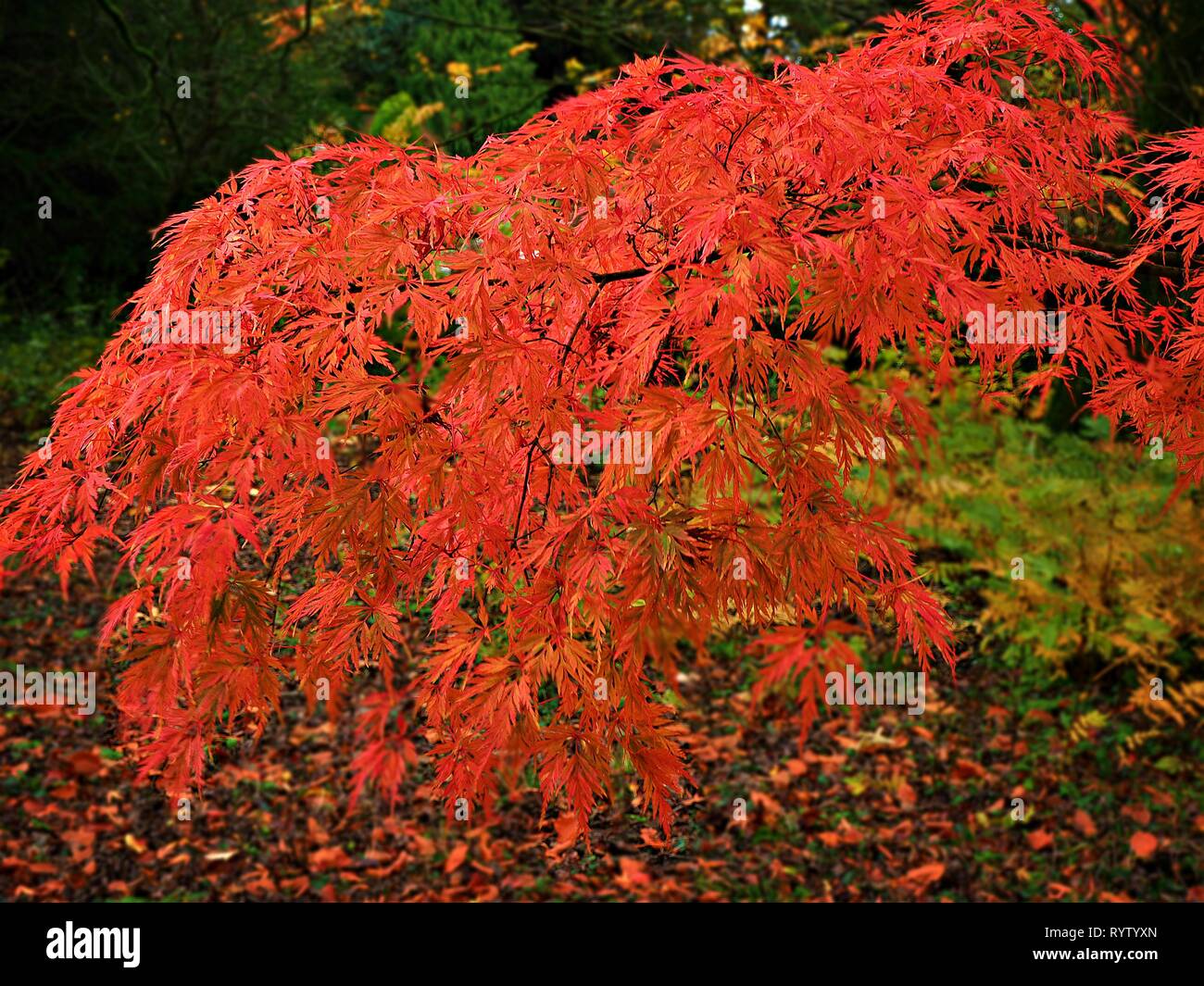 Maple tree fall foliage orange leaves hi-res stock photography and ...