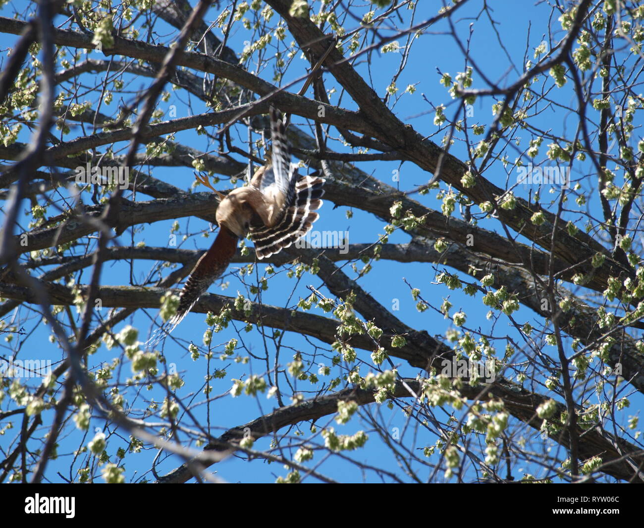 Red Shouldered Hawk and Snake Do Battle Between shoreline Stock Photo ...