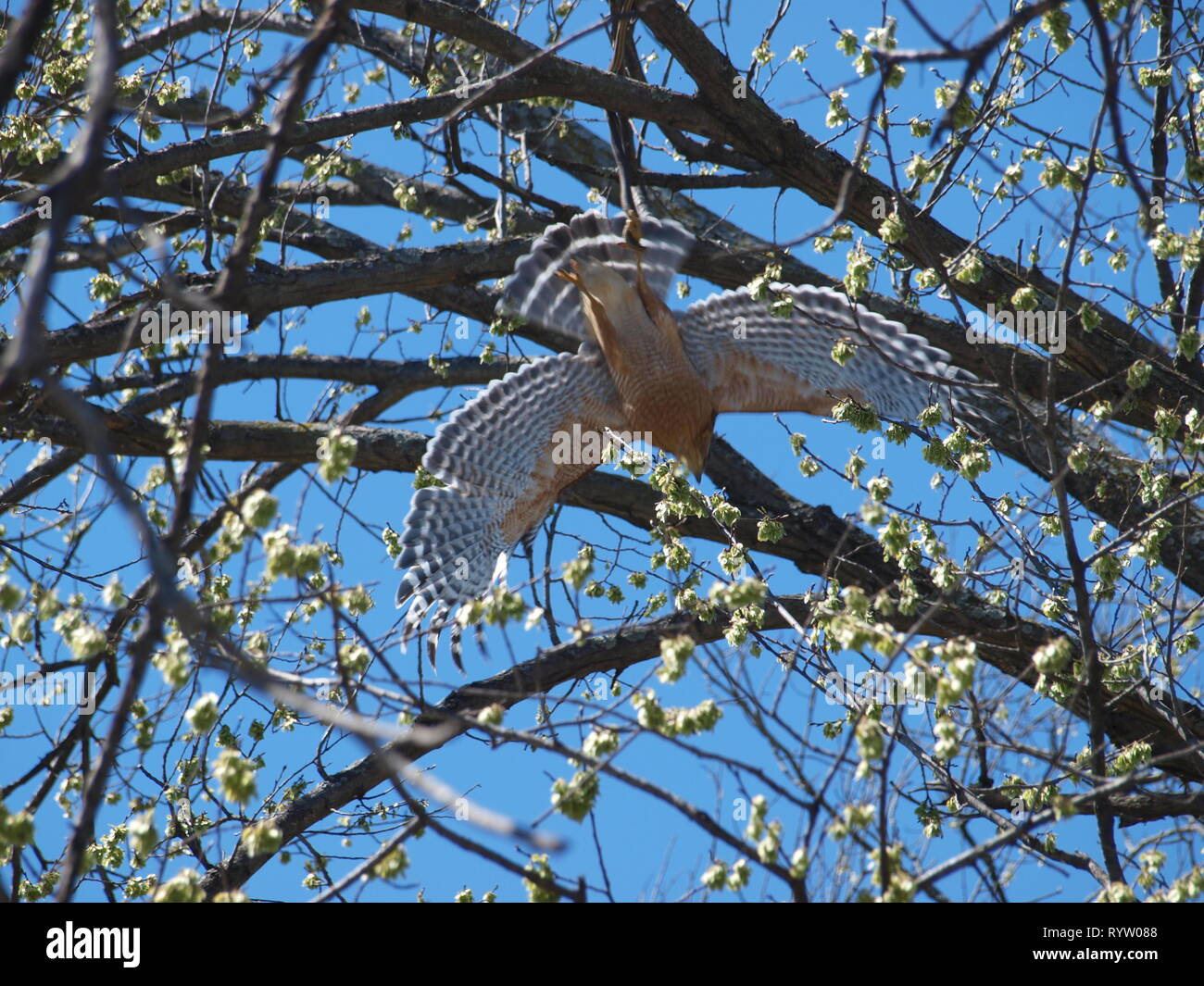 Red Shouldered Hawk and Snake Do Battle Between shoreline Stock Photo ...