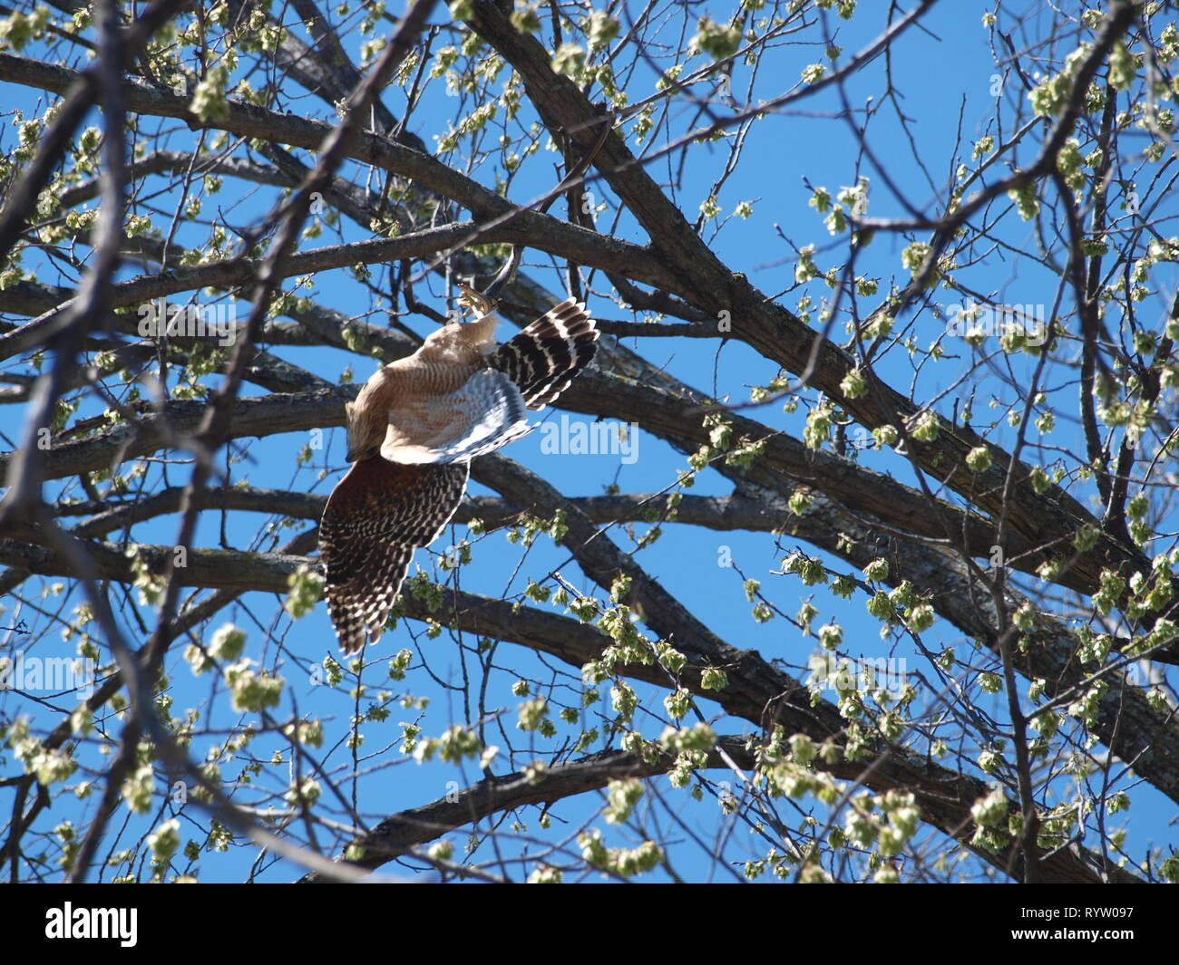 Mid size snake hi-res stock photography and images - Alamy