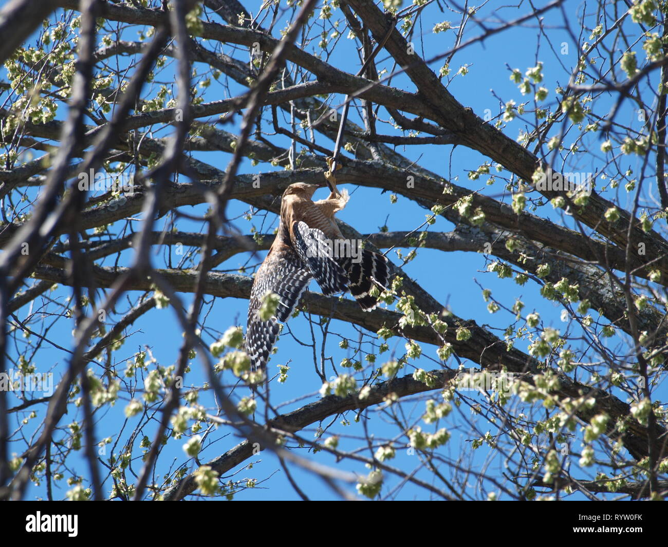 Red Shouldered Hawk and Snake Do Battle Between shoreline Stock Photo ...