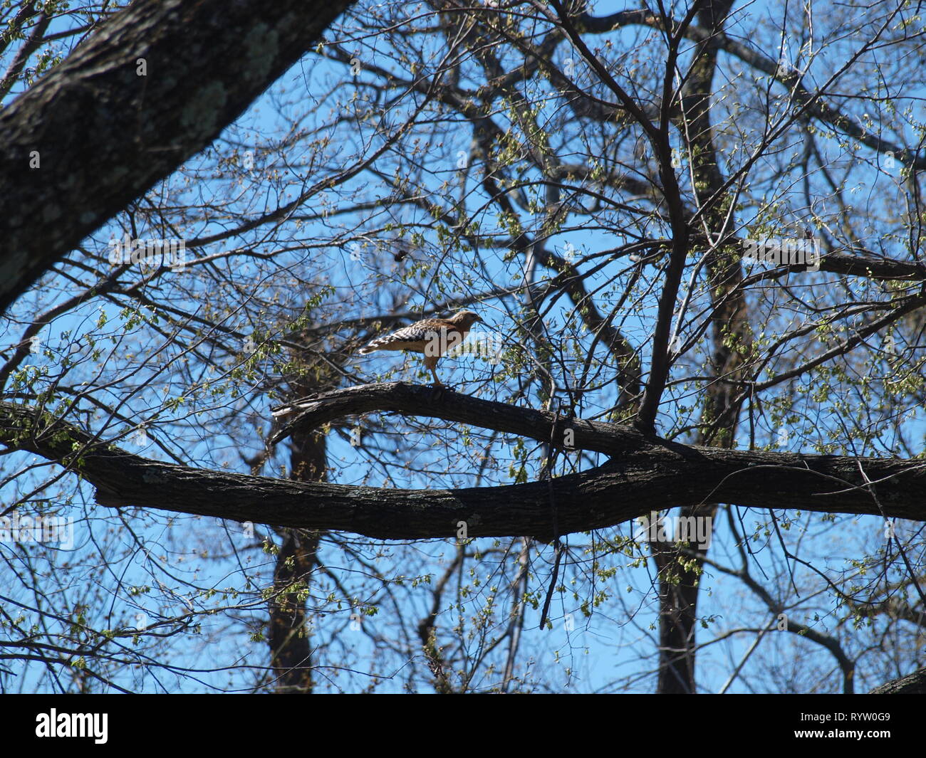 Red Shouldered Hawk and Snake Do Battle Between shoreline Stock Photo ...