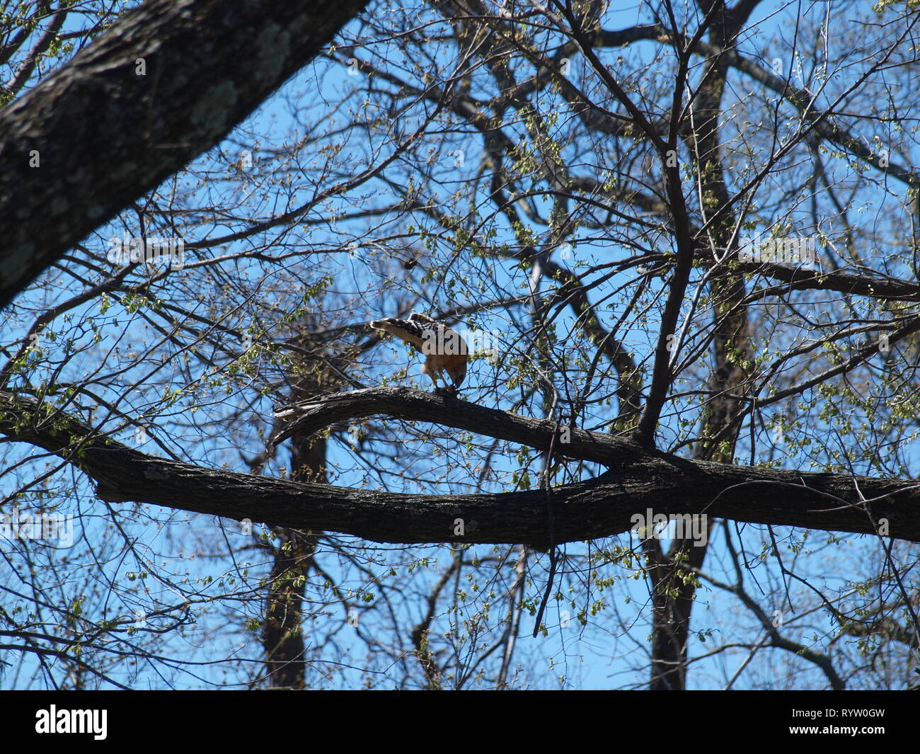 Red Shouldered Hawk and Snake Do Battle Between shoreline Stock Photo ...