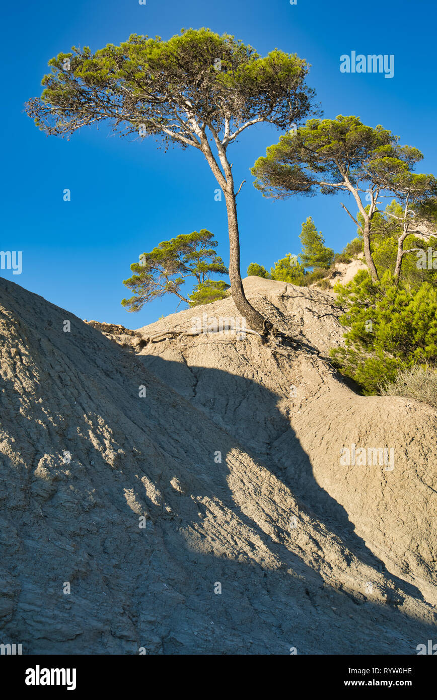 Tree on the Plage de l’Arène Cassis, France Stock Photo - Alamy