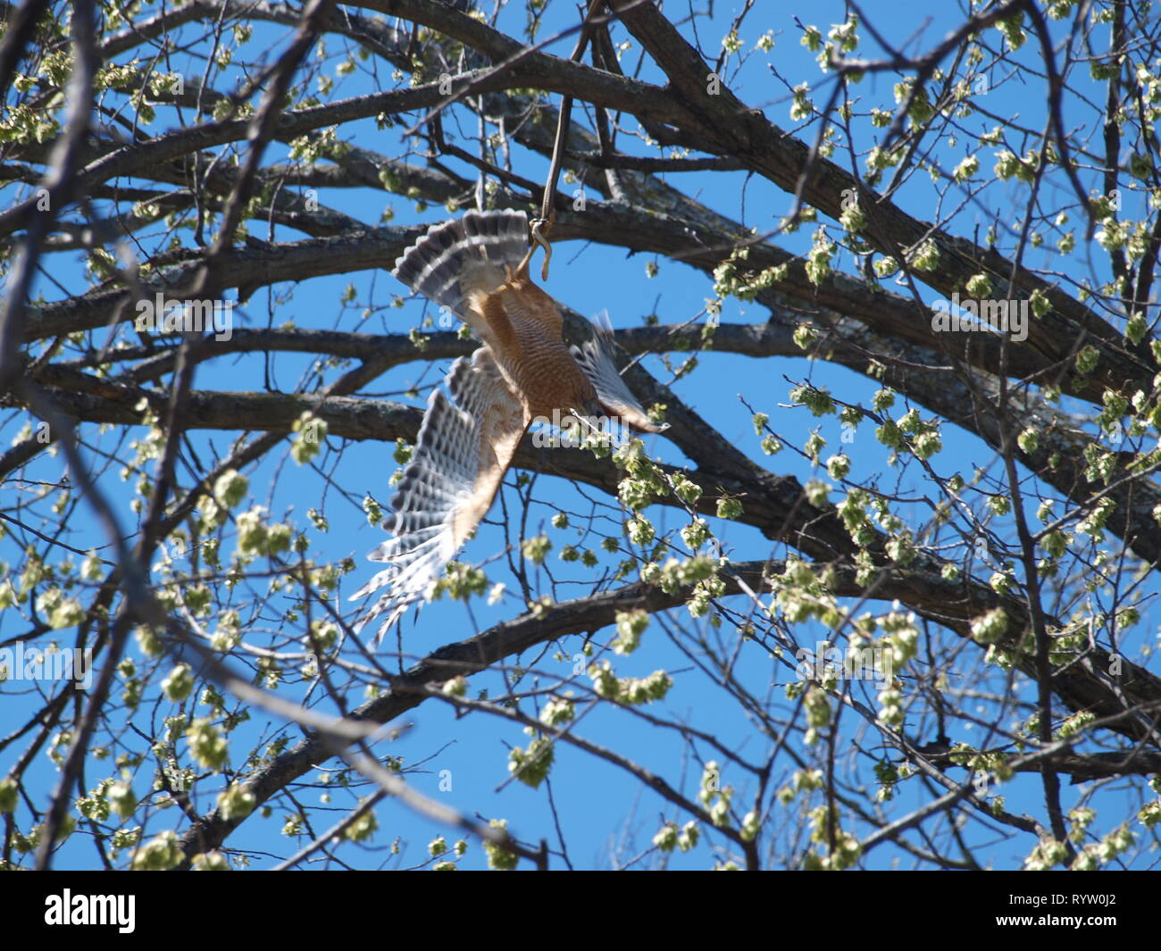 Red Shouldered Hawk and Snake Do Battle Between shoreline Stock Photo ...