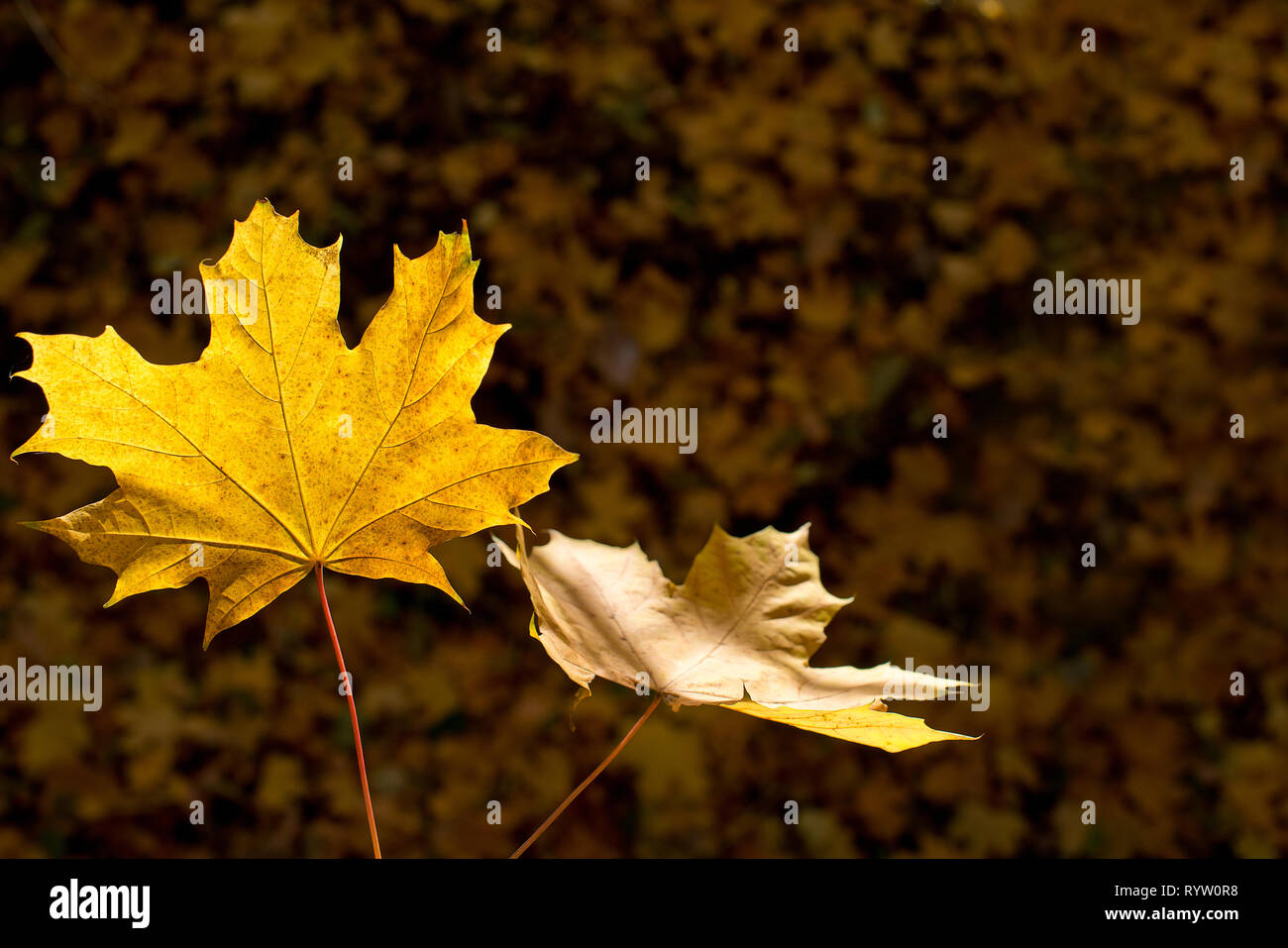 Season structure hi-res stock photography and images - Alamy