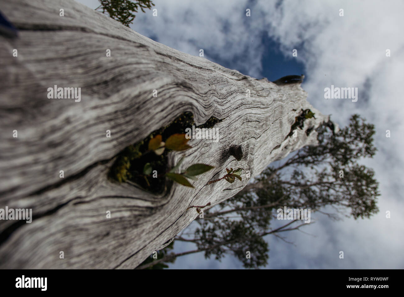 Plant growing on dead tree Stock Photo - Alamy