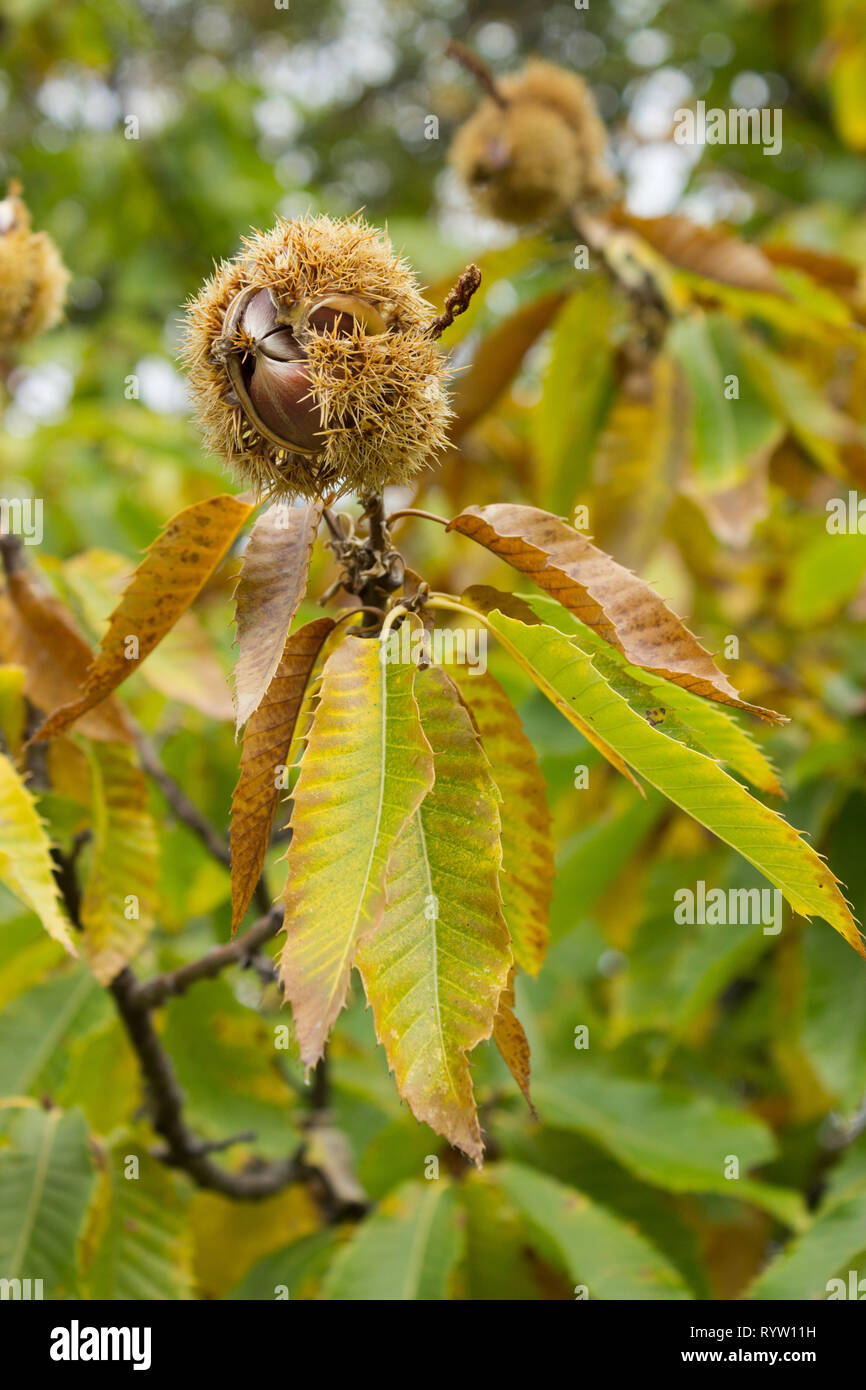 Greek fresh mountainuous sweet chestnut hulls fruits and cupules on a ...