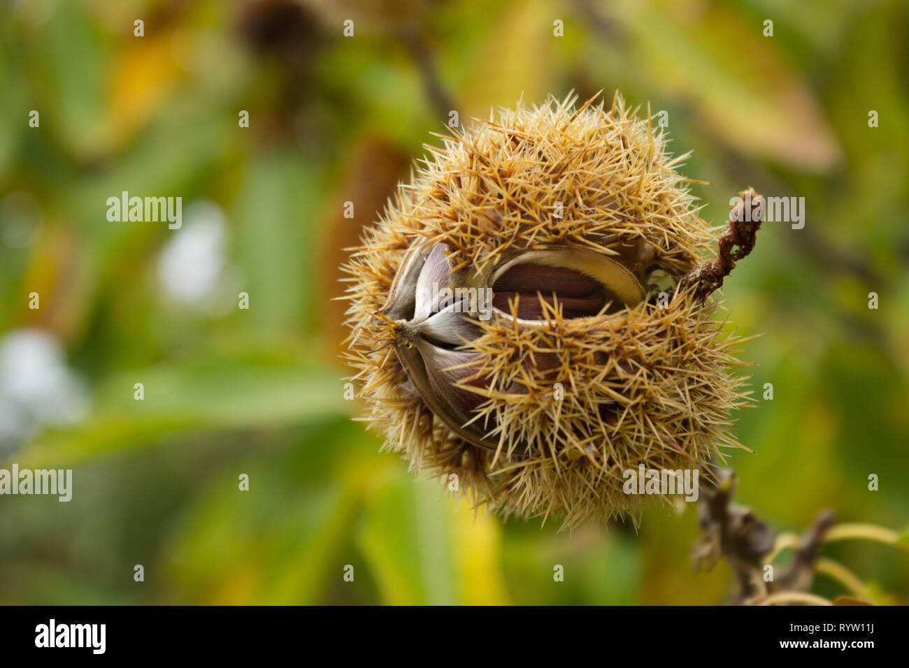 Greek fresh mountainuous sweet chestnut hulls fruits and cupules ...