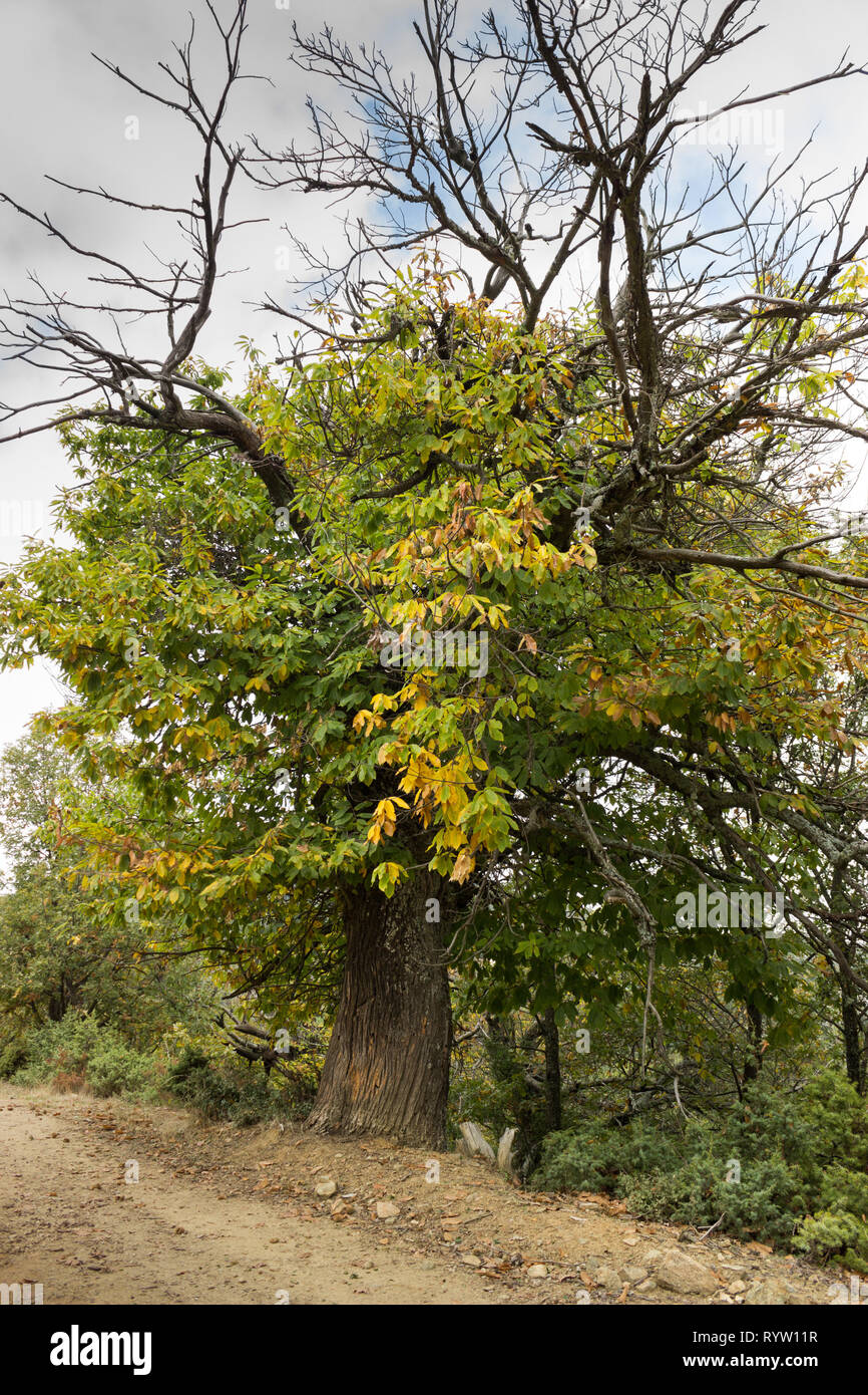Greek mountainuous sweet chestnut tree along a chestnut forest path ...