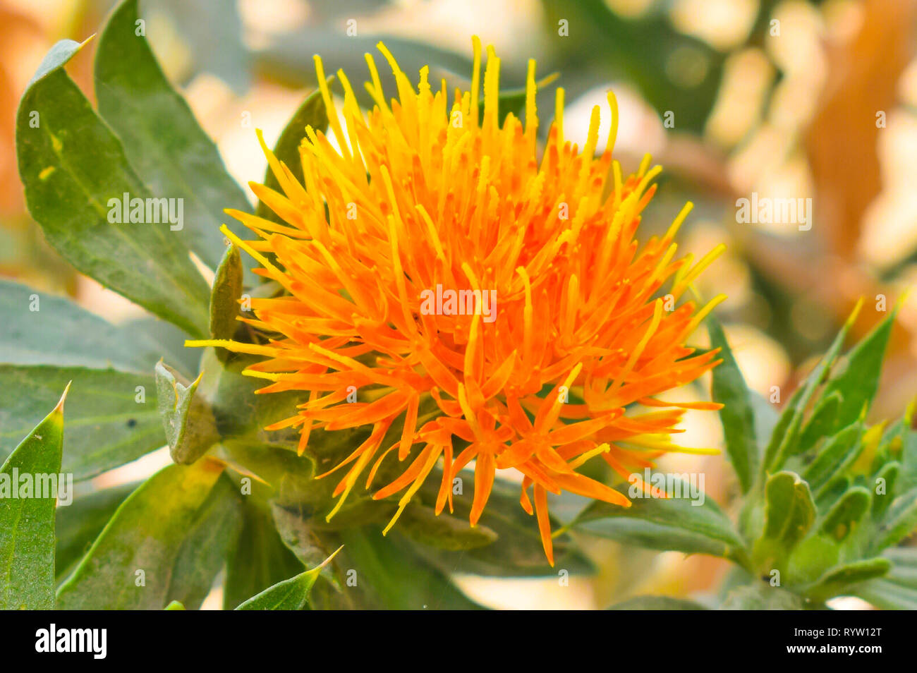 Orange color flower hi-res stock photography and images - Alamy