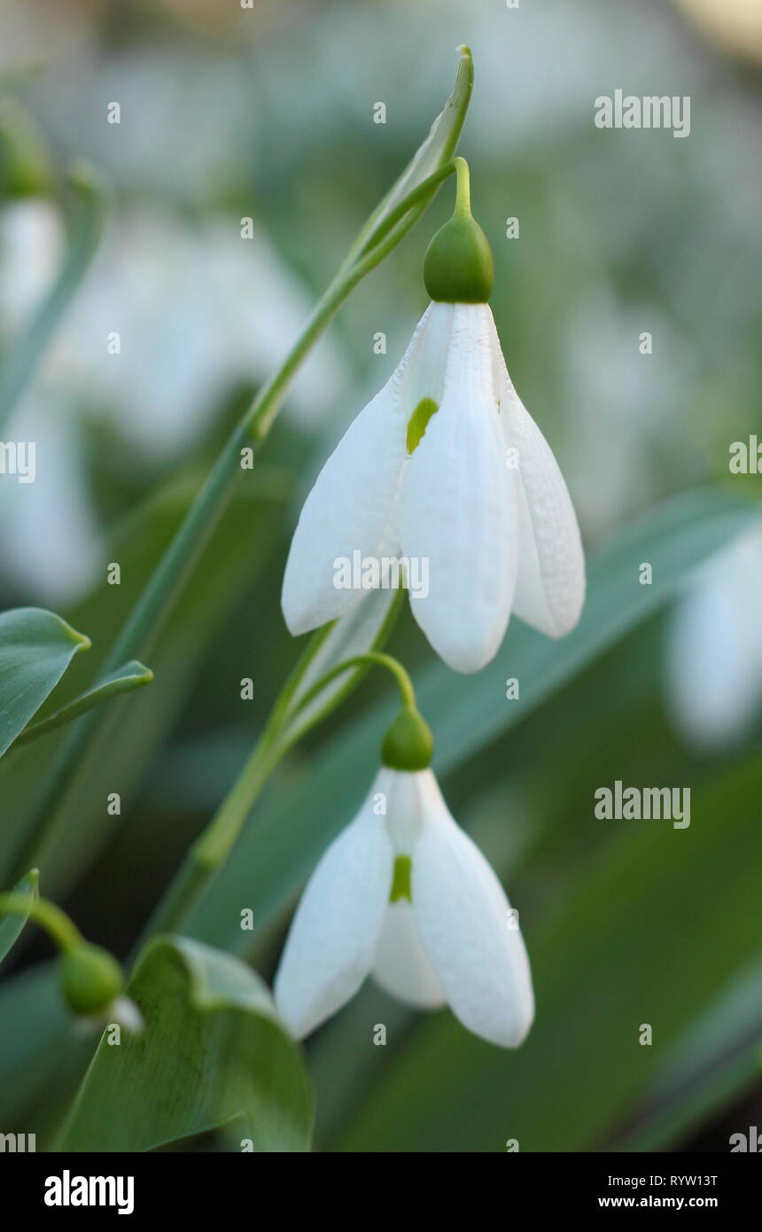 Galanthus elwesii elwes greater snowdrop hi-res stock photography and ...