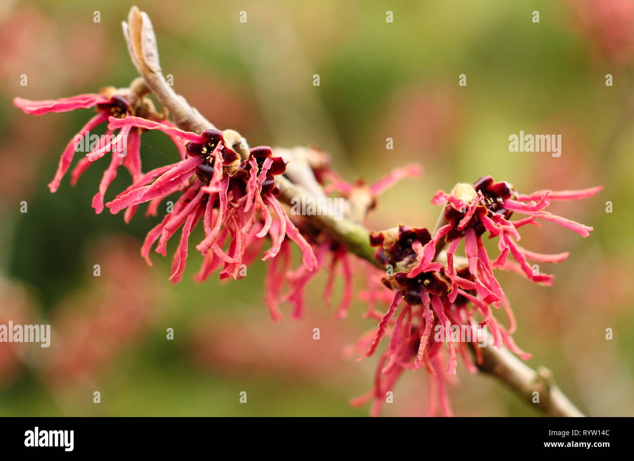 Hamamelis x intermedia ' Diane'. Spidery, deep orange blooms of Witch ...