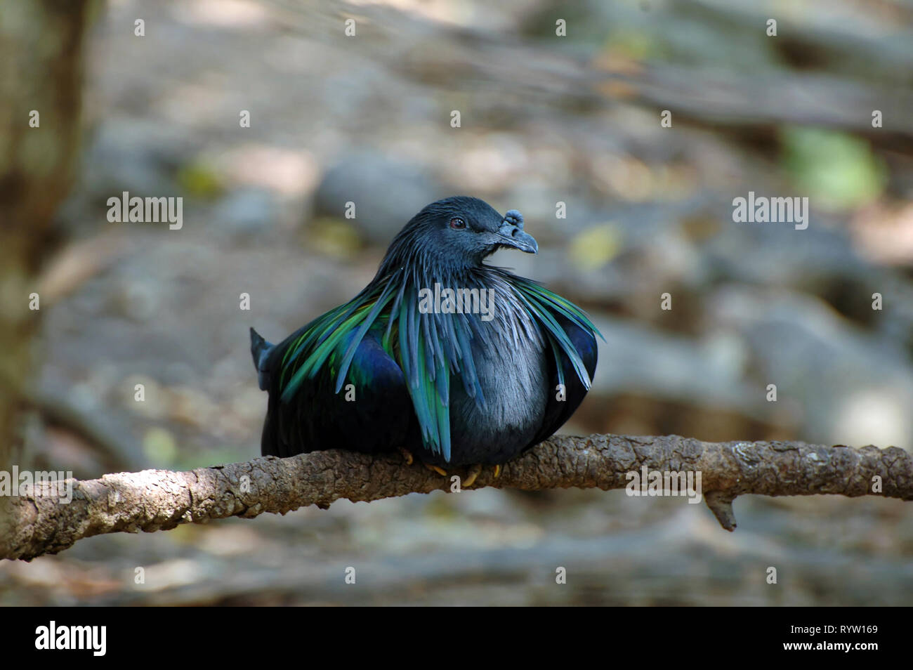 Nicobar pigeon picture hi-res stock photography and images - Alamy