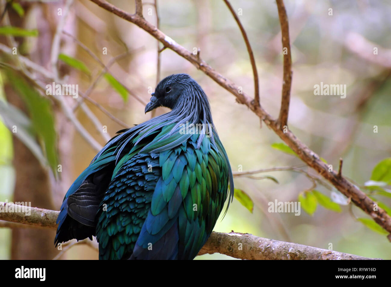 Nicobar pigeon picture hi-res stock photography and images - Alamy