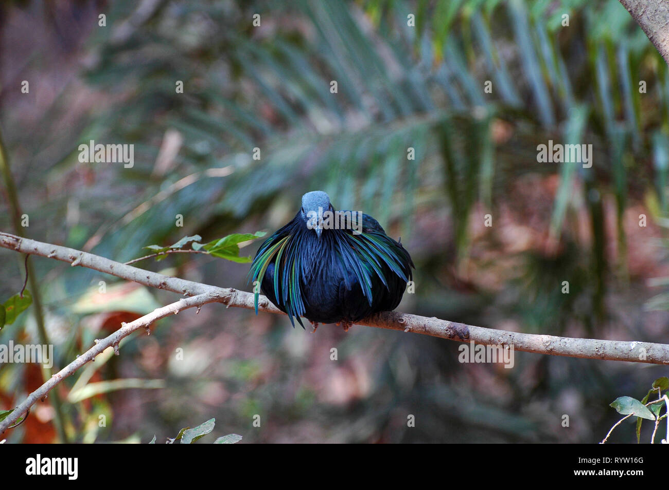 Nicobar pigeon picture hi-res stock photography and images - Alamy
