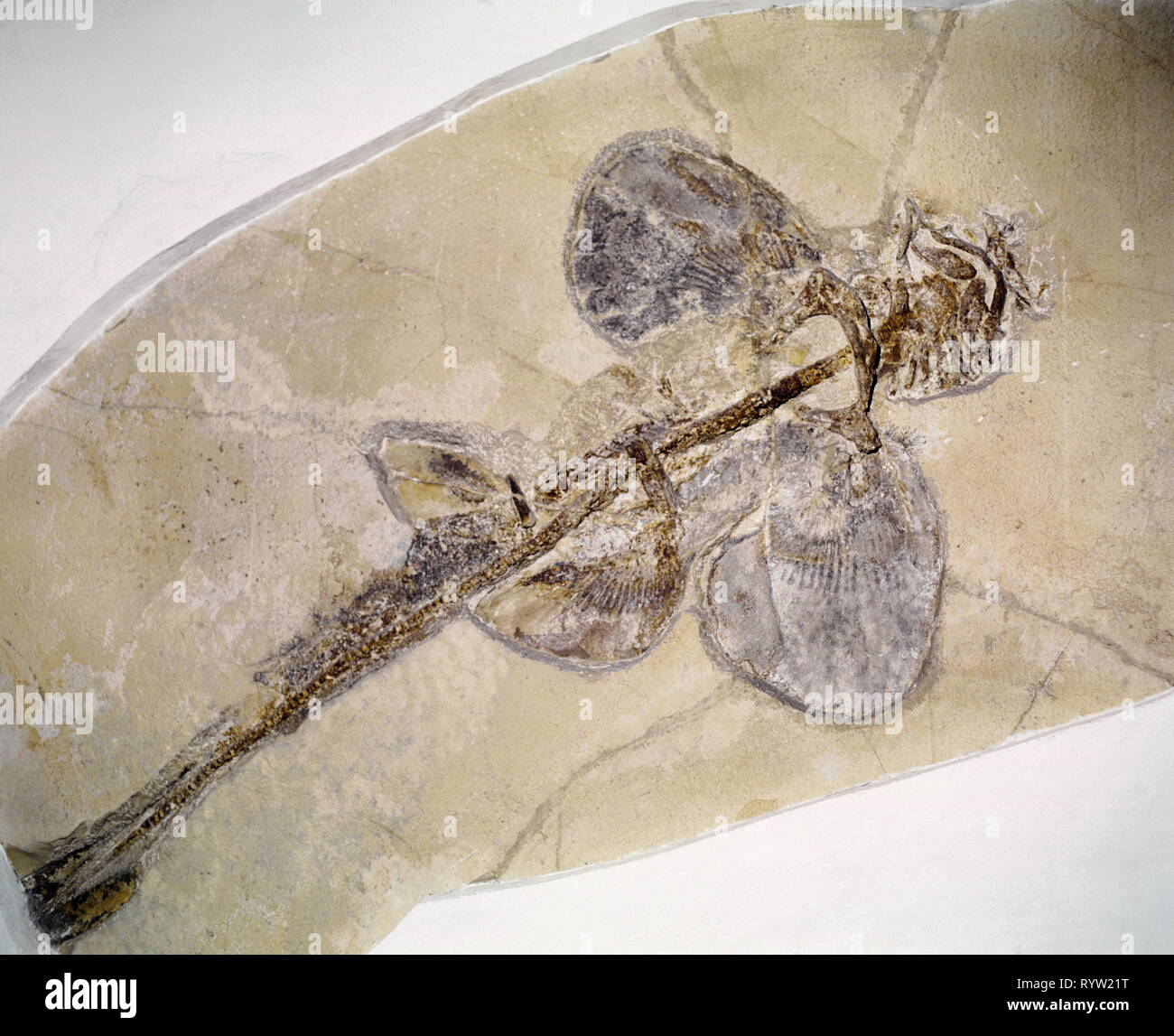 Annecteus hi-res stock photography and images - Alamy