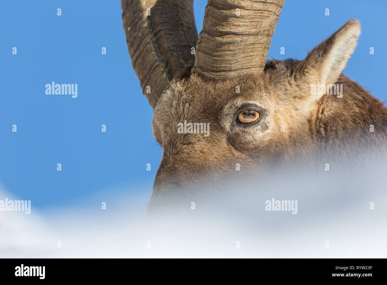 Wonderful portrait of Alpine ibex in the snow (Capra ibex Stock Photo ...