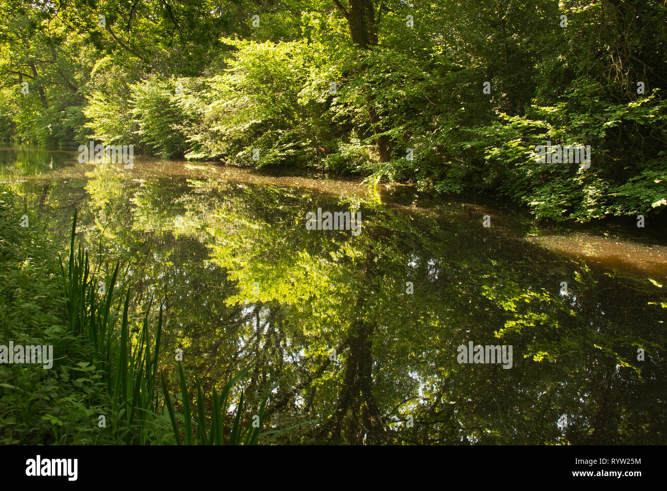 A view along the Grand Western Canal 'Swans Neck Path' near Halberton ...