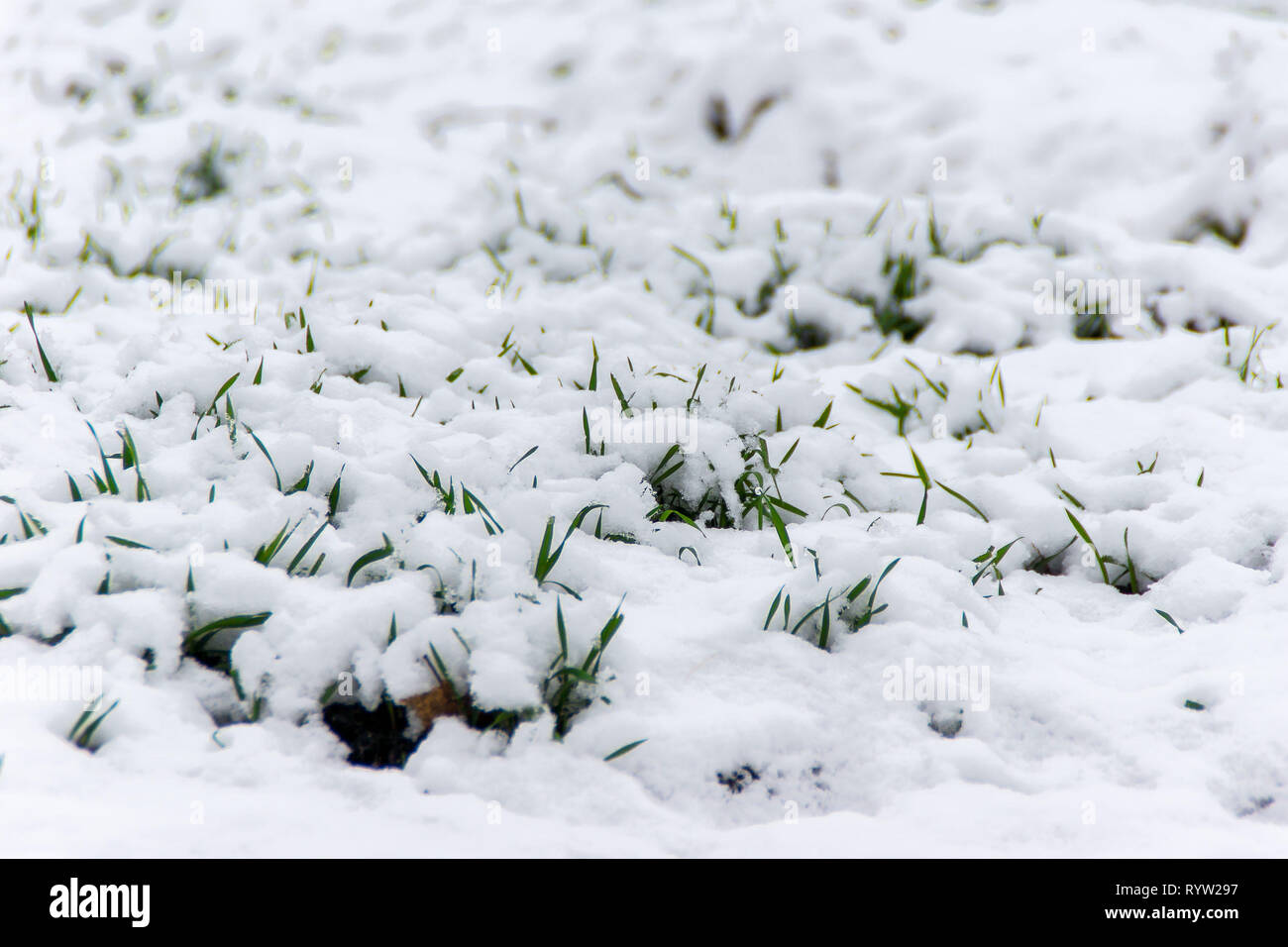 Beautiful snow on crops hi-res stock photography and images - Alamy