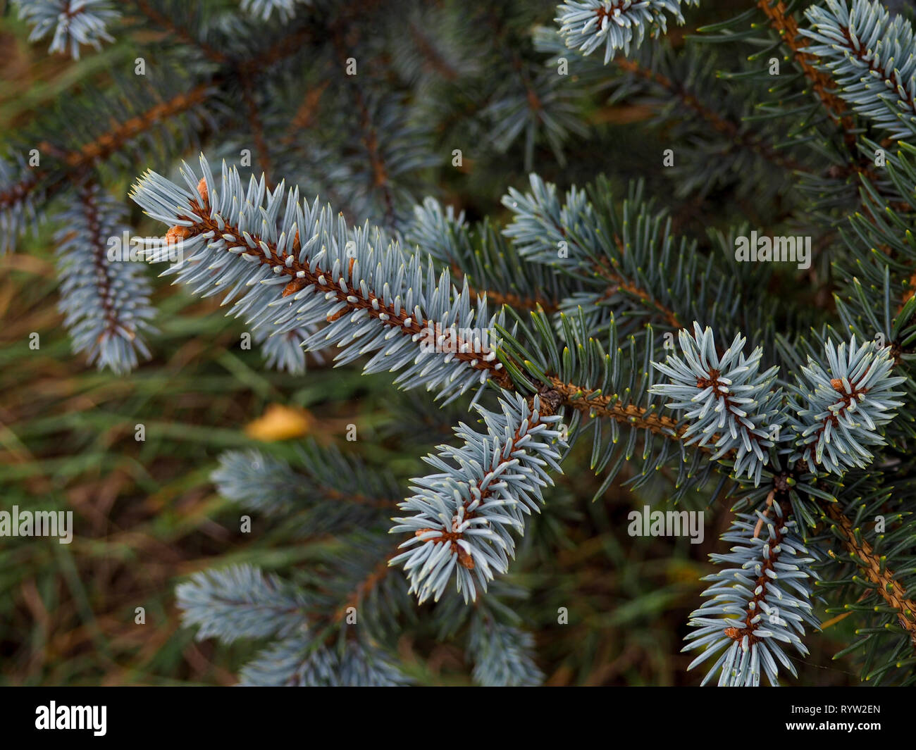 Fir tree brunch close up. Shallow focus. Fluffy fir tree brunch close ...