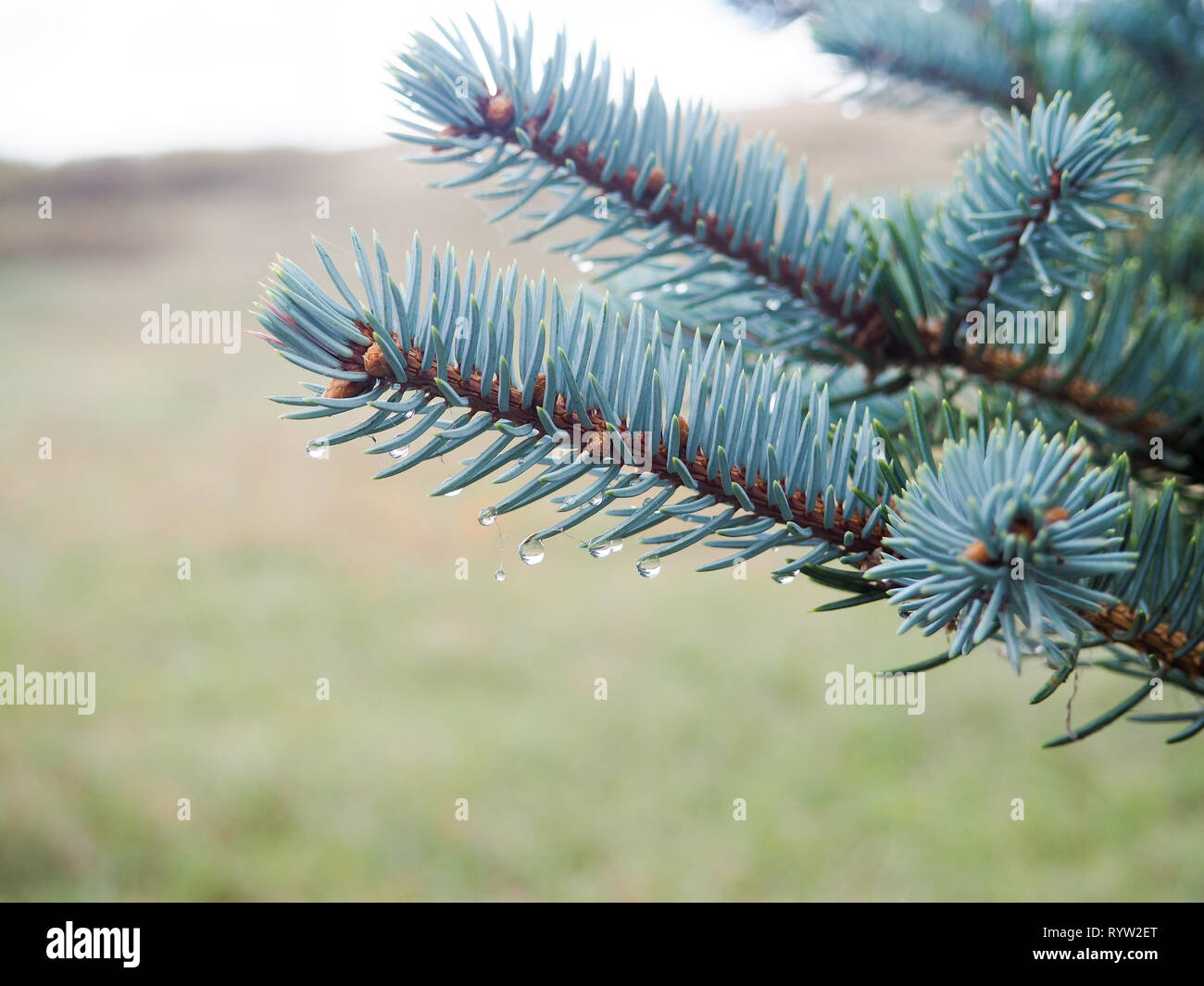 Fir tree brunch close up. Shallow focus. Fluffy fir tree brunch close ...