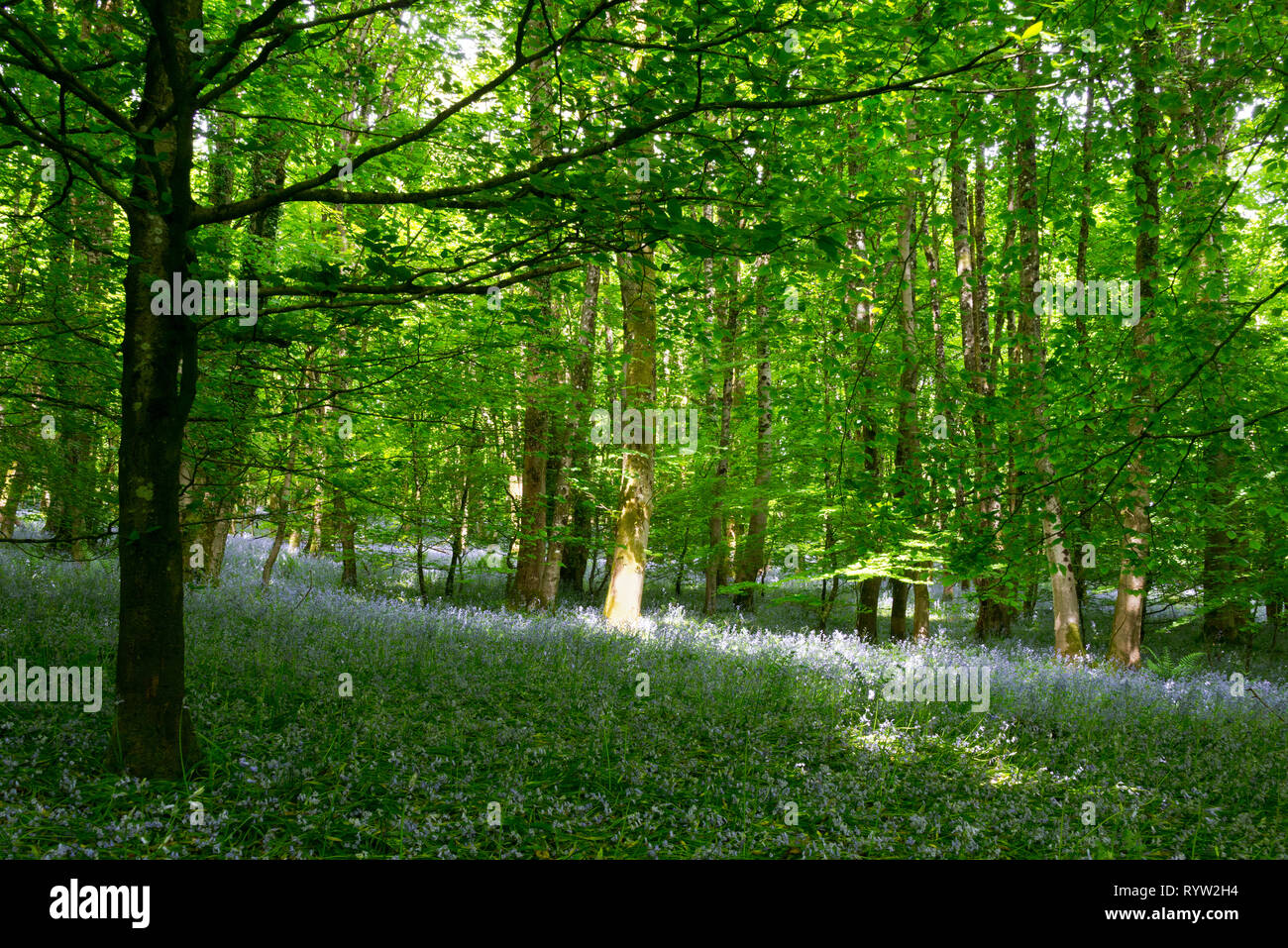The quantock hills hi-res stock photography and images - Alamy