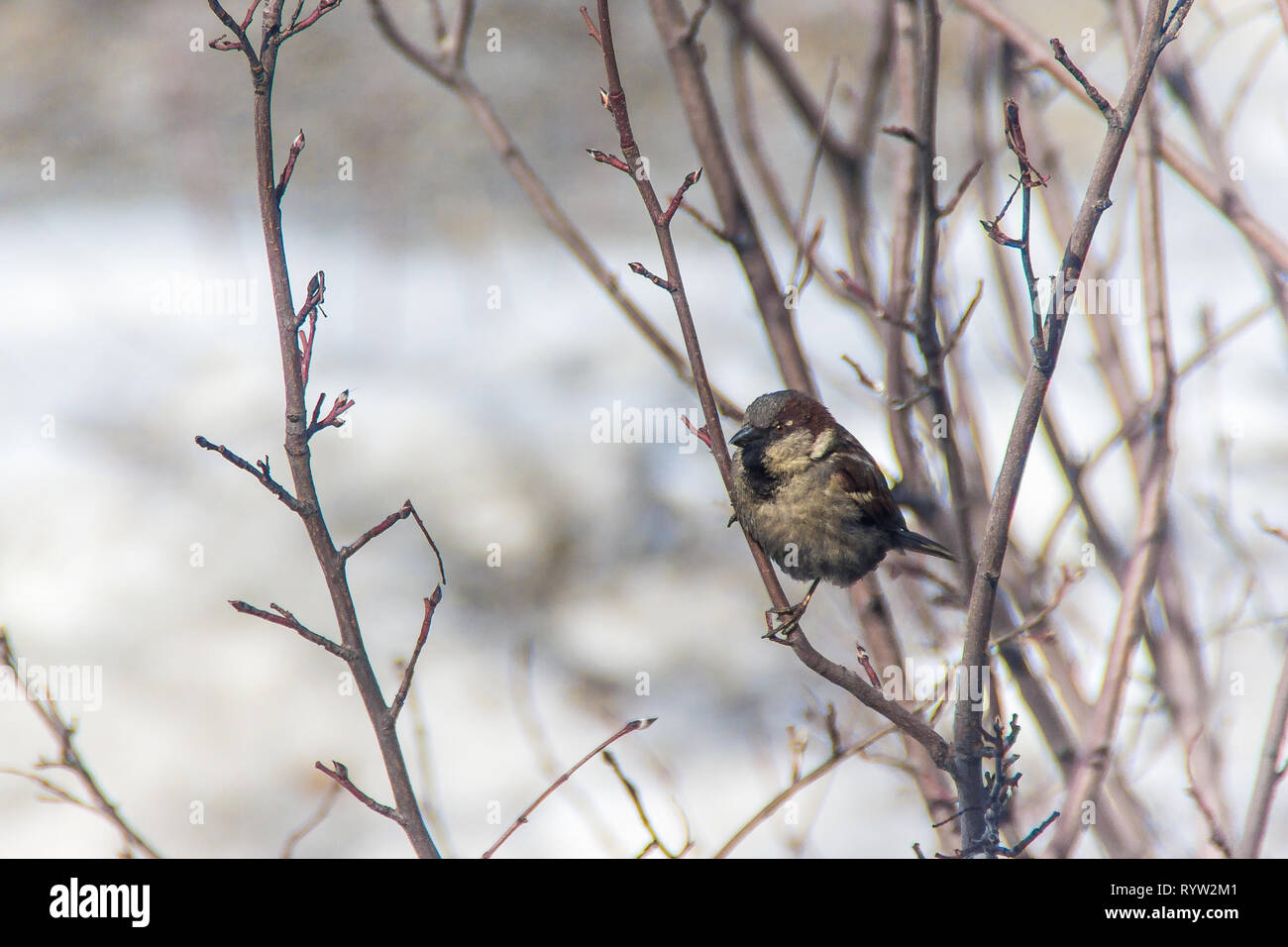 Starving birds hi-res stock photography and images - Alamy
