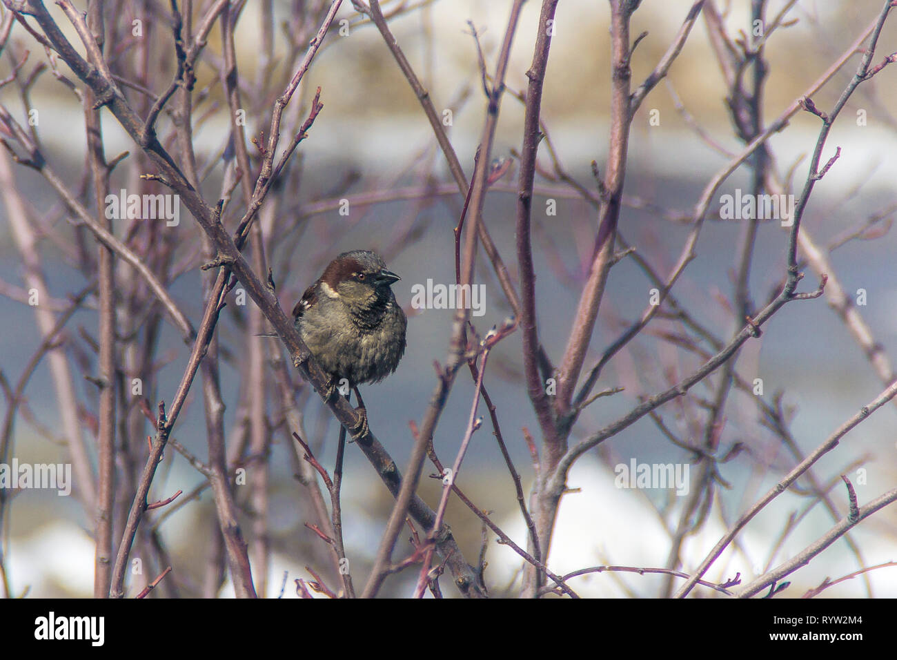 Starving birds hi-res stock photography and images - Alamy