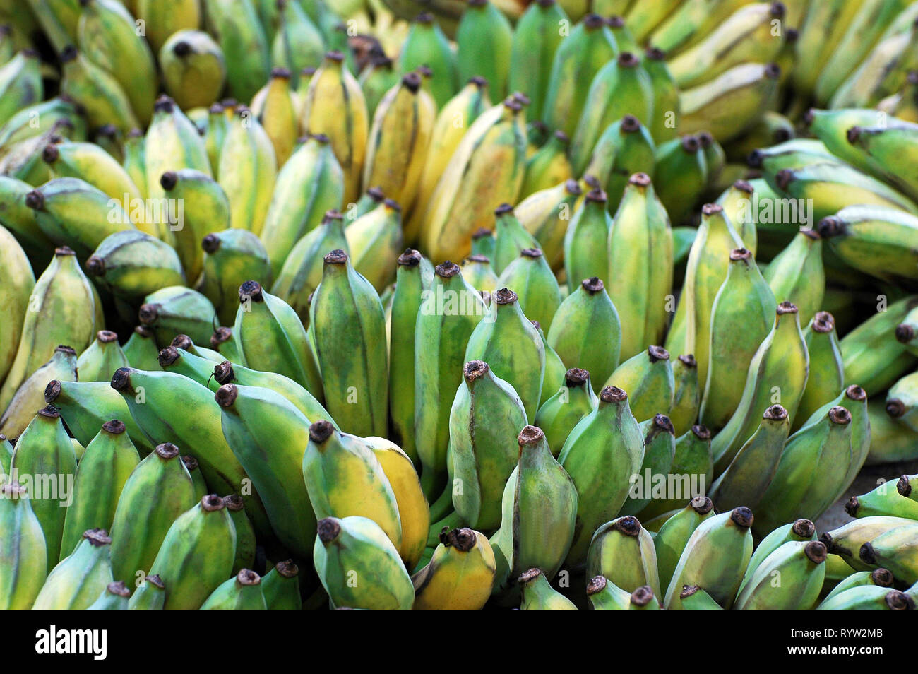 Family musaceae hi-res stock photography and images - Alamy