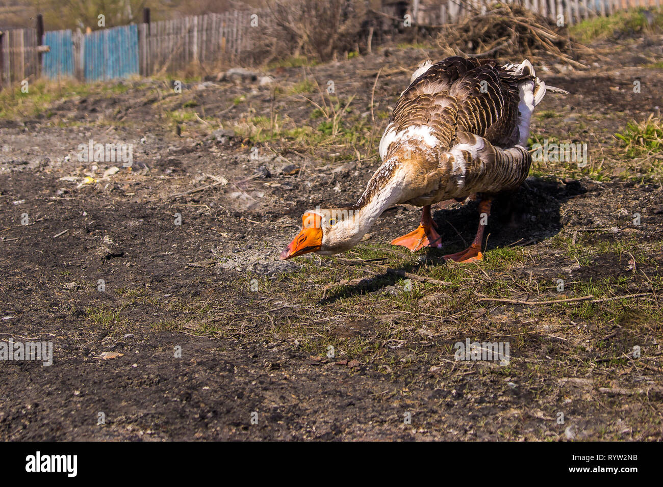 Drooping head hi-res stock photography and images - Alamy