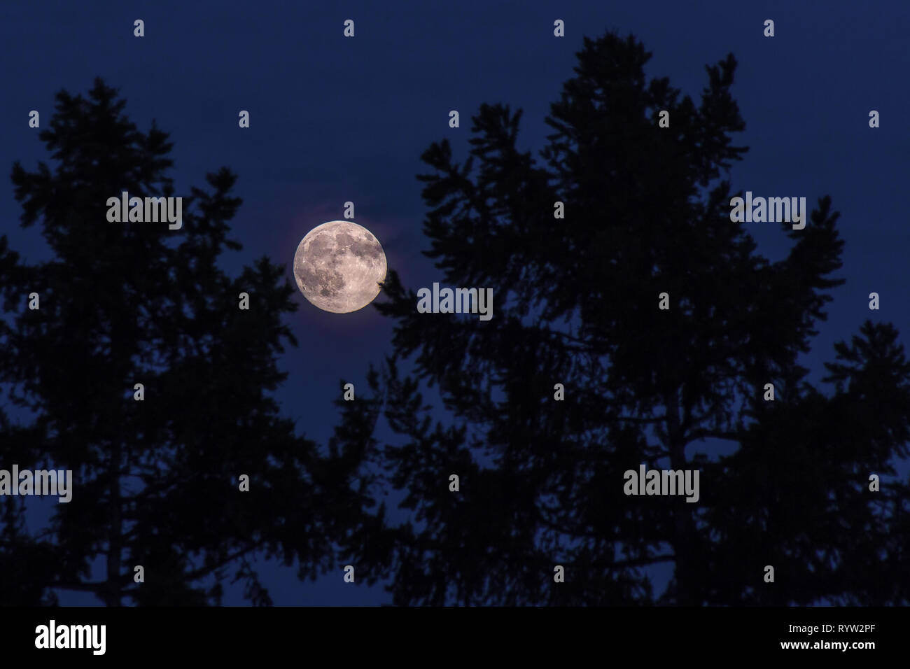 Moon pine tree forest sky hi-res stock photography and images - Alamy