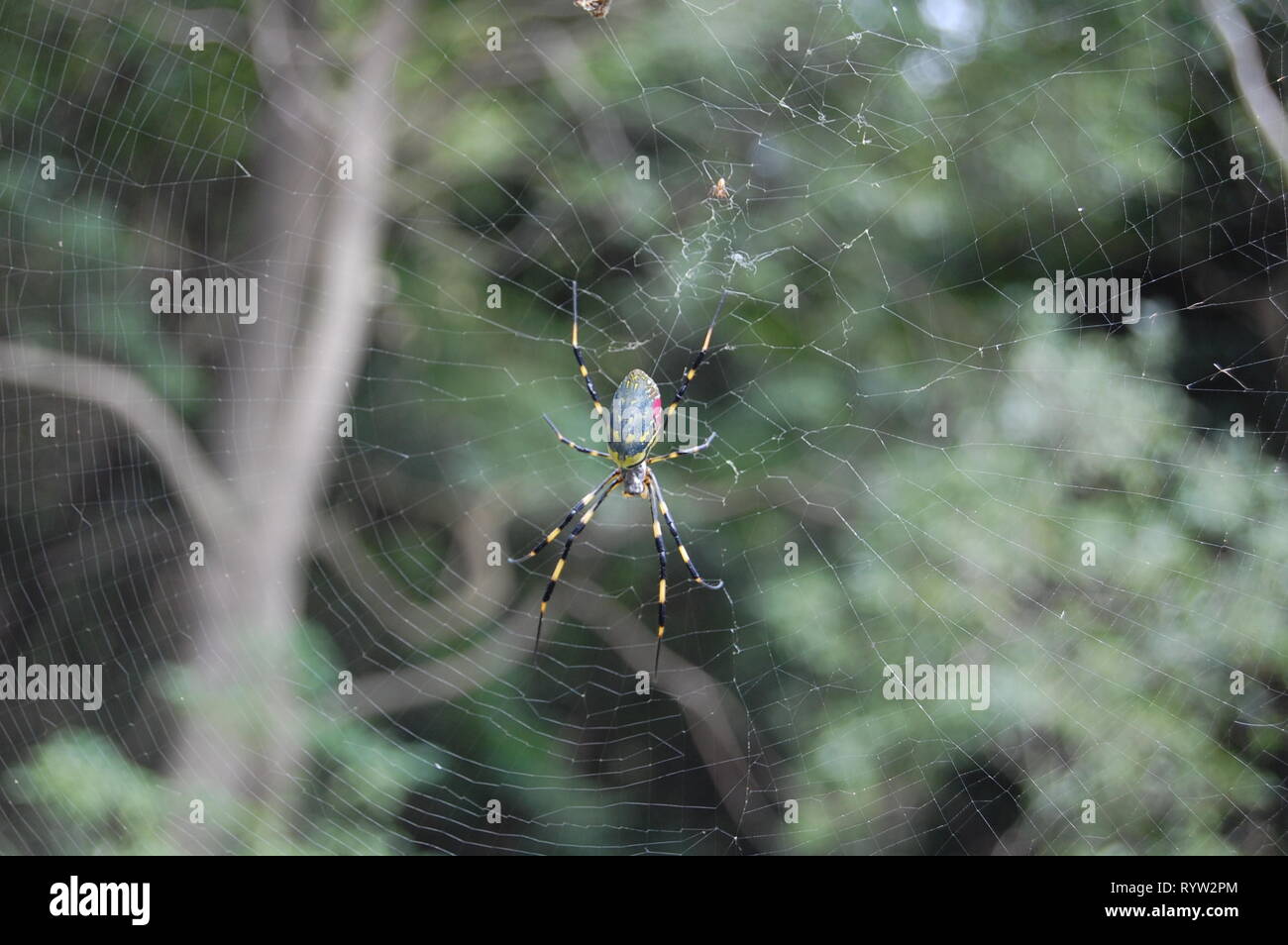 Japanese Joro Spider on Web Stock Photo - Alamy