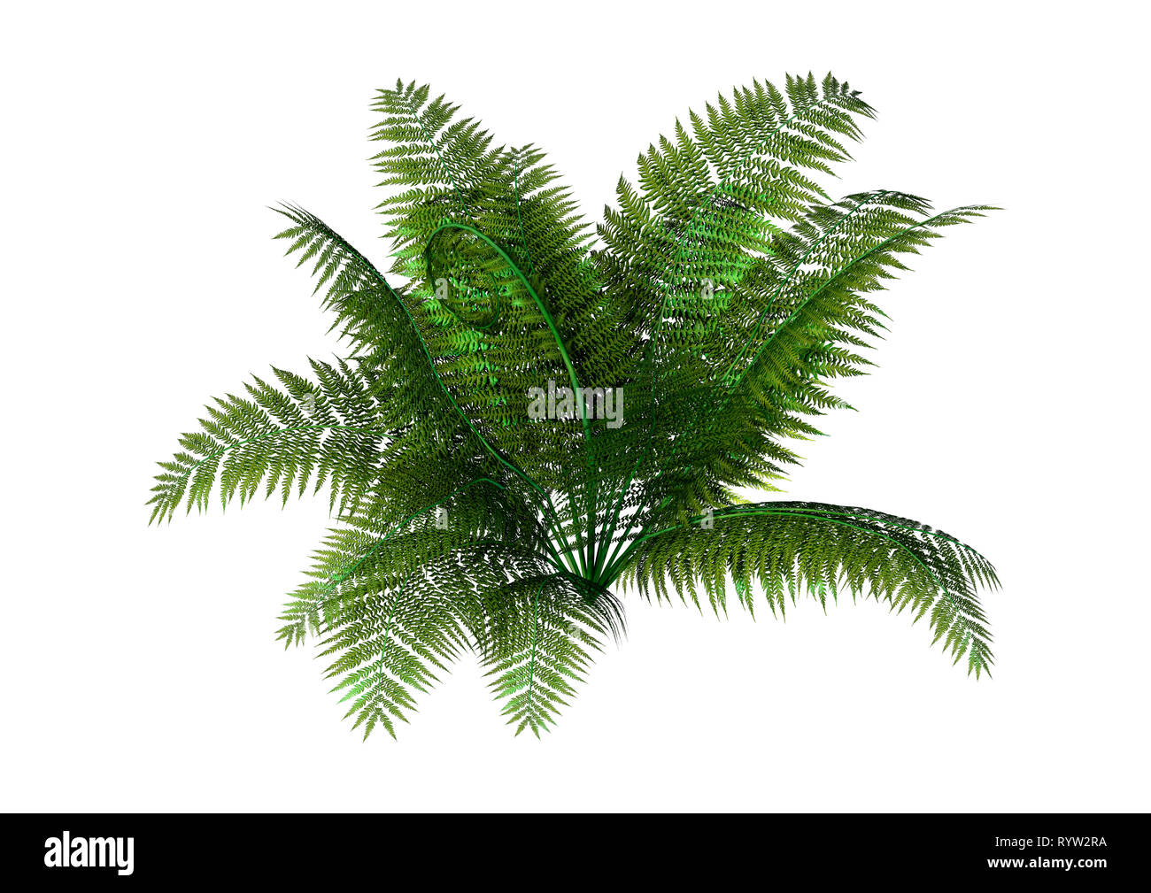3D rendering of a giant fern plant isolated on white background Stock ...