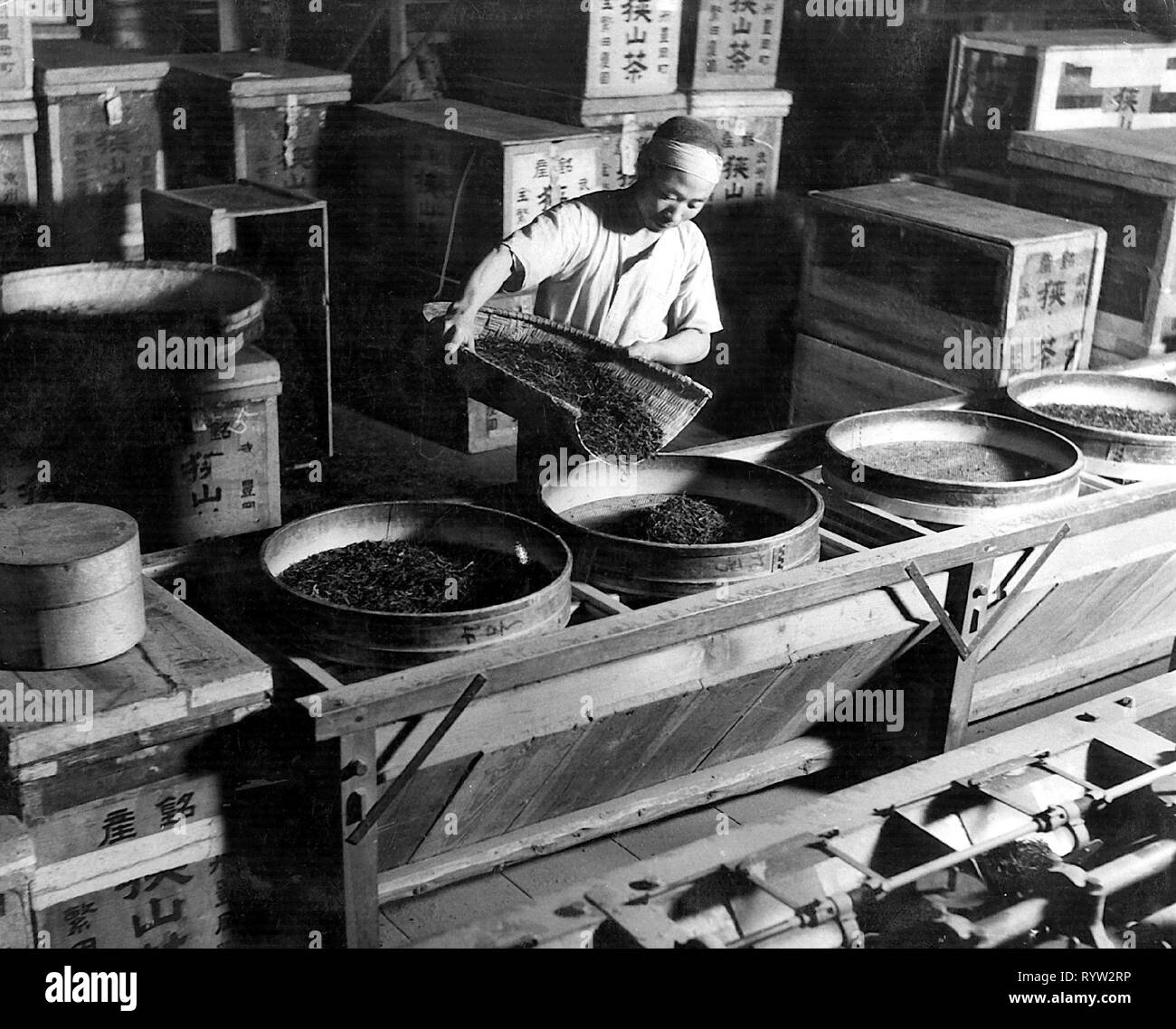 food and beverages, tea, tea production process, worker sifting tea ...