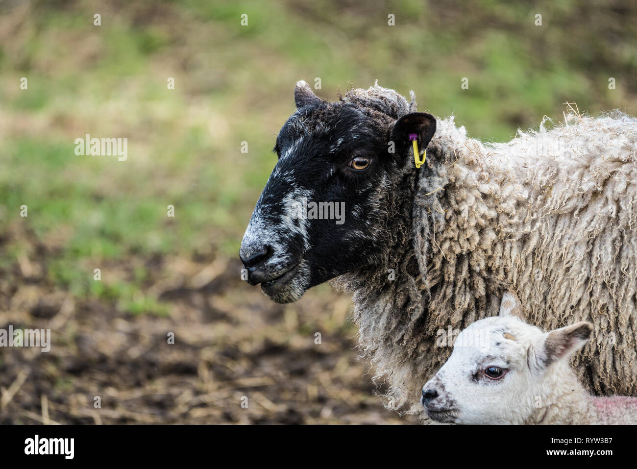 Close up of the heads of a black face sheep and lamb looking forward ...